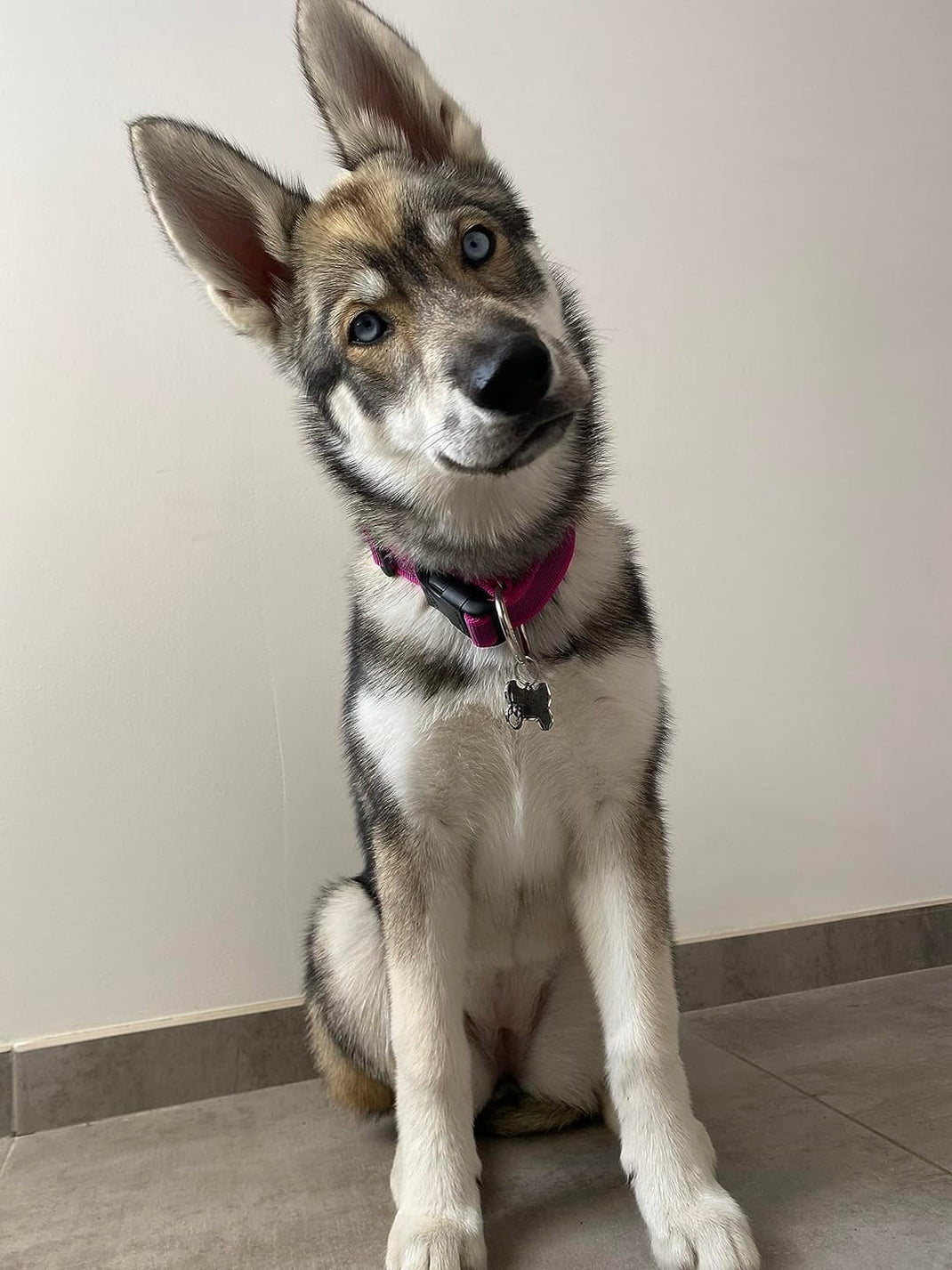 Mon animal à moi- Parce que votre animal mérite ce qu'il y a de mieux ...